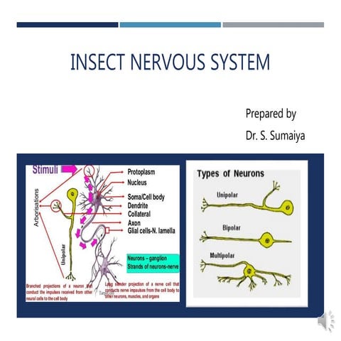 Chapter 4 INTERNAL STRUCTURE AND FUNCTION OF INSECT’S BODY (INSECT ...