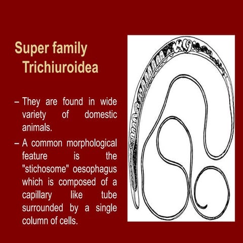 Lecture 14, trichiurids | PPT