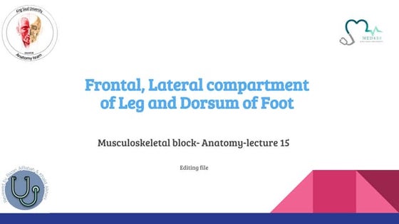 Anatomy of the anterior & lateral compartments of the leg | PPTX