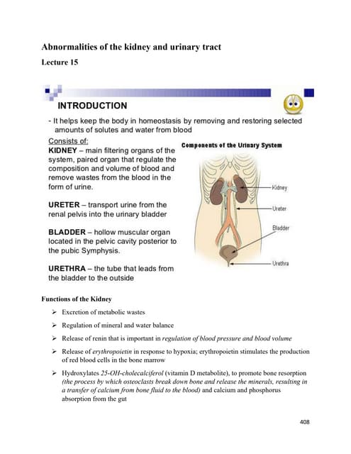 Functions of kidney | PPT