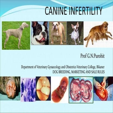 Lecture 17 Canine infertility | PDF