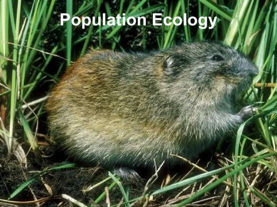 Module 2, Lesson 4 Ecology | PPT