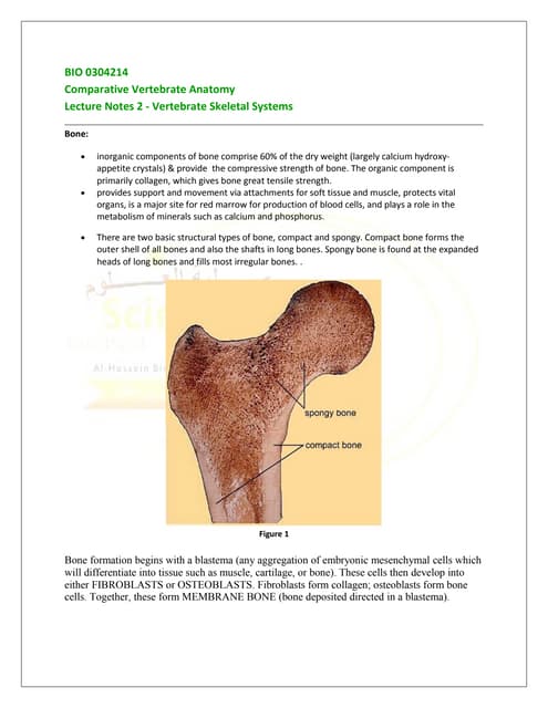 Fish vertebral column | PPT