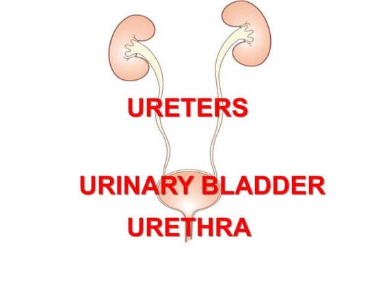 anatomy of Urinary bladder | PDF