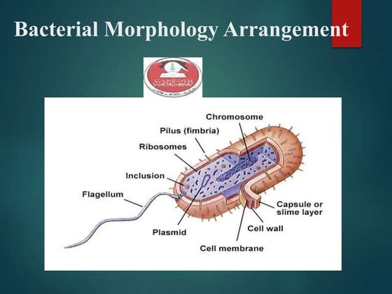 Structure of bacterial cell | PPTX