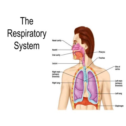 Grade 9 - Respiratory system | PPTX