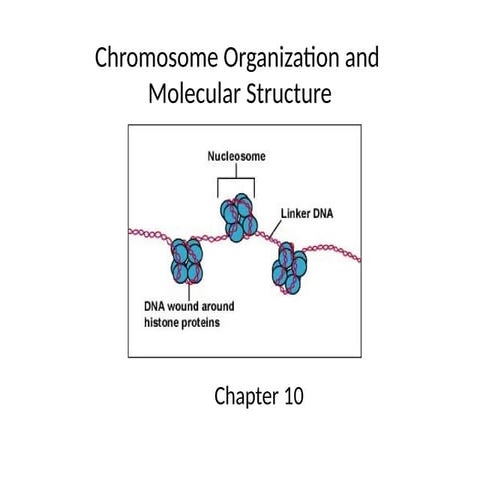 Comprehensive Overview of Eukaryotic Genome Structure and Chromatin ...