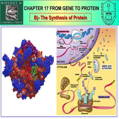 The Synthesis of Protein | PPT