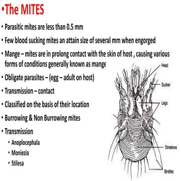 - Mites (Sarcoptidae- Sarcoptes, Knemidocptes, Notoederus Morphology ...