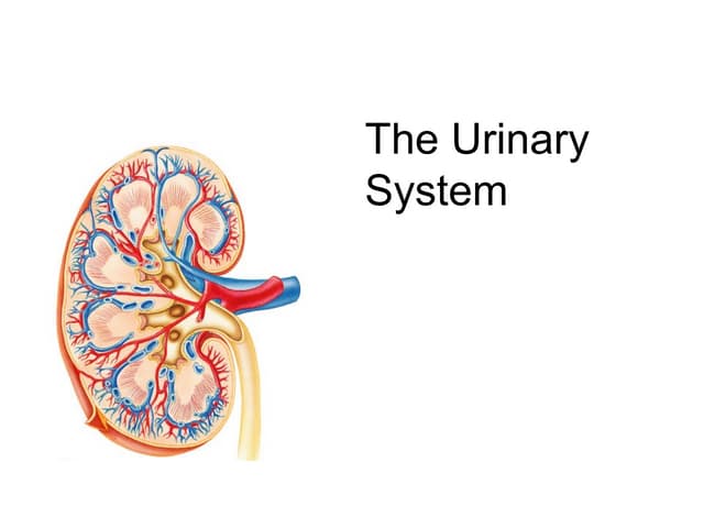 Anatomy and Physiology: Chapter 18- Urinary-System.pptx