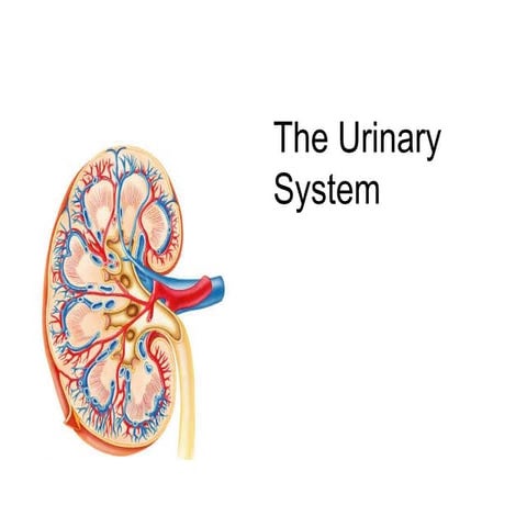 Anatomy and Physiology: Chapter 18- Urinary-System.pptx