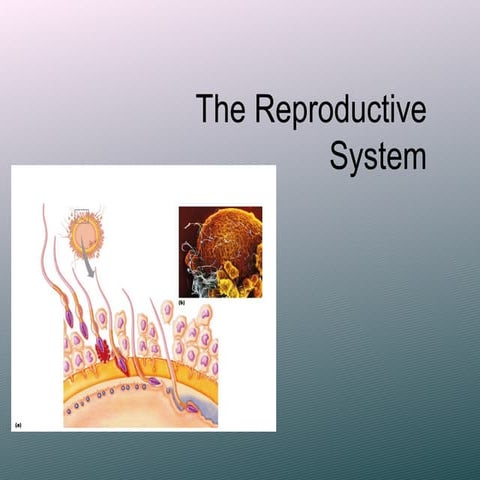 THE REPRODUCTIVE SYSTEM | PPT
