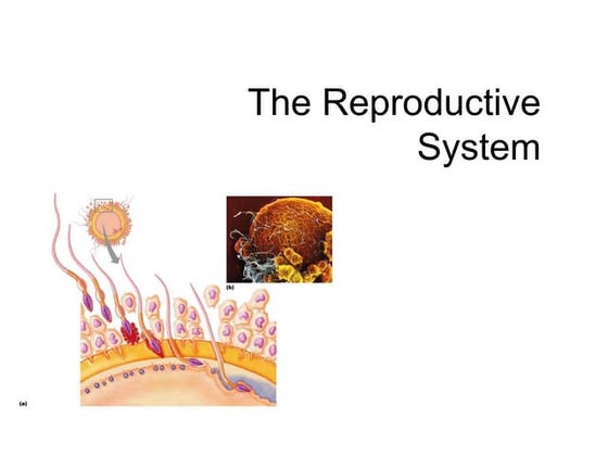 femalereproductivesystem-120329125448-phpapp02.pdf