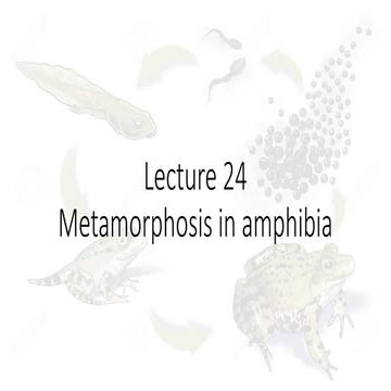 Metamorphosis in frog | PPTX