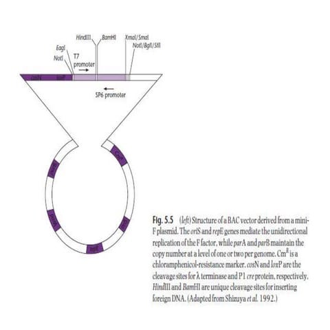 Lecture 2a cosmids | PPTX | Chemistry | Science