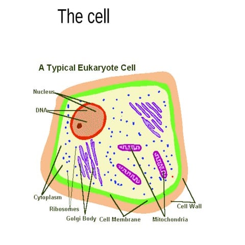Lecture 2aThe cell 1.pdf
