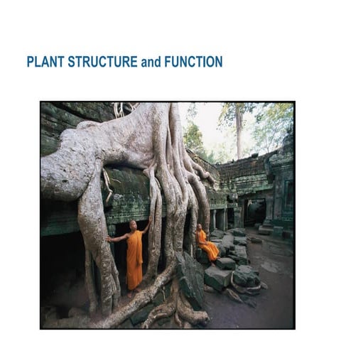 Understanding the Differences Between Vascular and Non-Vascular Plants ...