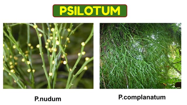 psilotum.pptx