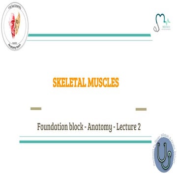 Lecture (2) SKELETAL MUSCLES.pdf