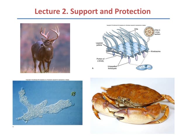 External structures and functions of animals | PPTX