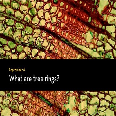 GEOG5839.02. What are tree rings? | PPT