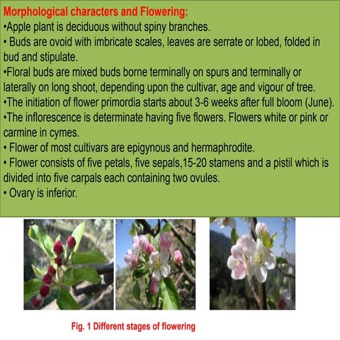Morphology characters and flowering of Apple | PPSX