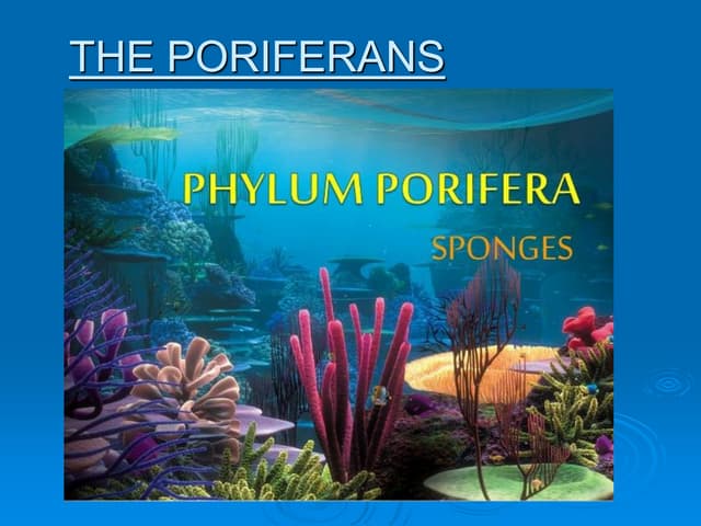 Canal system in sponges.pptx