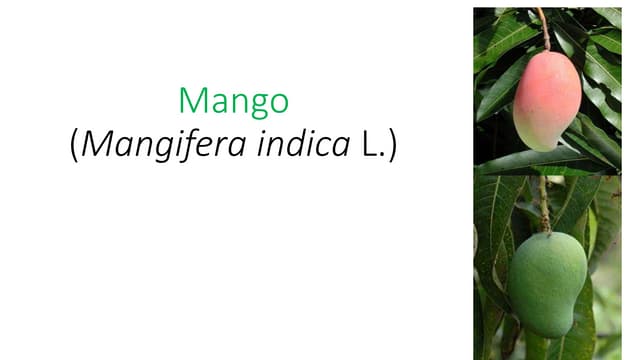 Pract no. 9 (b) floral biology of mango | PPT