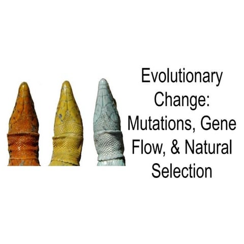 Lecture 4.6 - Mutation, Gene Flow, & Natural Selection.pptx