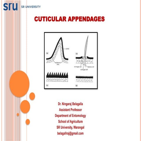 Lecture 4. Cuticular processes of insect | PPTX