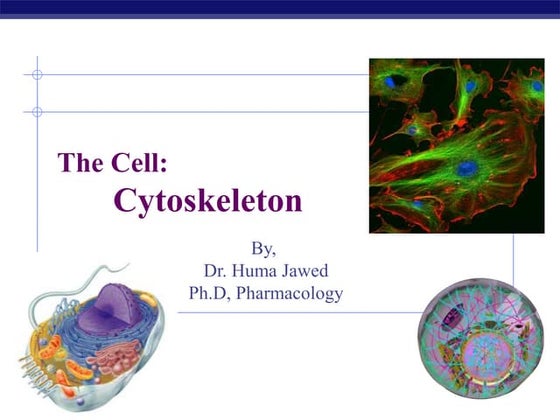 Cytoskeleton presentation (introduction structure & function) | PPTX