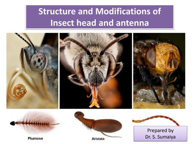 Insect Antennae: Structure, Functions and Their Modifications | PPTX