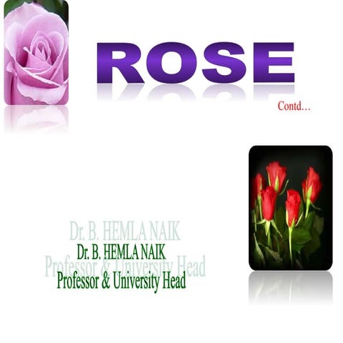 Lecture 4 - Rose.pptx rose under protected cultivation | PPTX