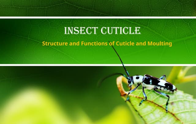 The integumentary system of invertebrates | PPTX