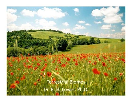 Terrestrial Biomes | PPT