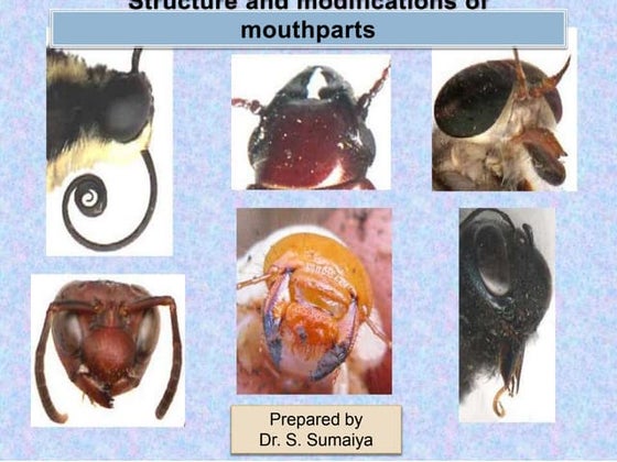 INSECT MOUTH PARTS AND THEIR MODIFICATION.pptx