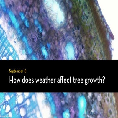 GEOG5839.05, How does weather and climate affect tree growth? | PDF