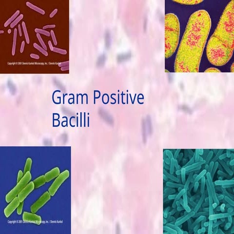 Aerobic Non-Spore-Forming Gram-Positive Bacilli | PPTX
