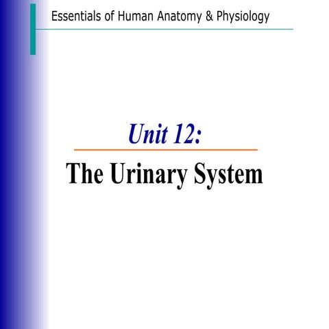 LECTURE 5 URINARY SYSTEM physiology s.ppt