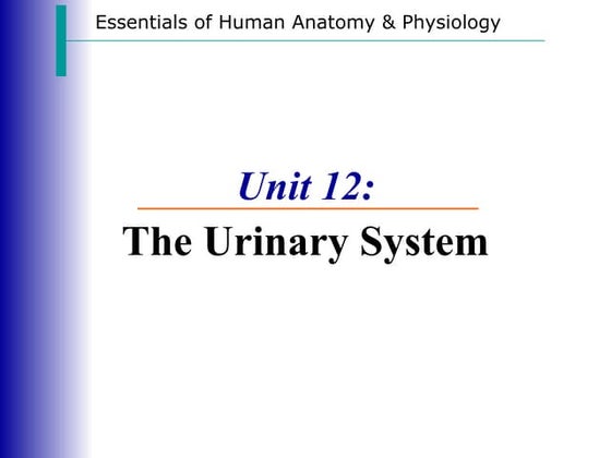 Anatomy and physiology of kidney | PPTX | Endocrine and Metabolic Diseases | Diseases and Conditions
