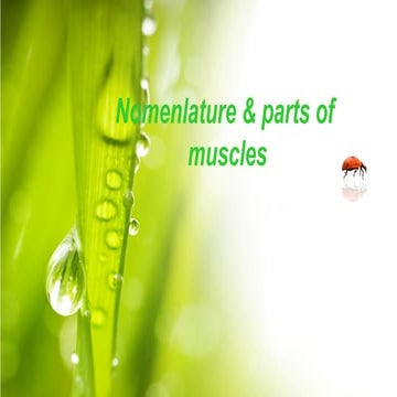 Lecture 6 Nomenclature of muscles anatomy.pptx