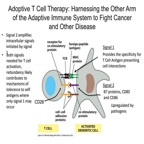adoptive T cell therapy | PPTX
