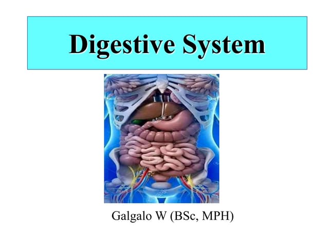 Lecture 7 Digestive System Ppt Ppt