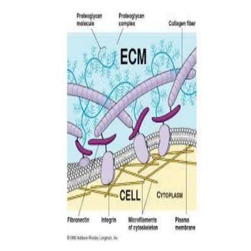 Comprehensive Overview of the Extracellular Matrix: Structure, Function ...