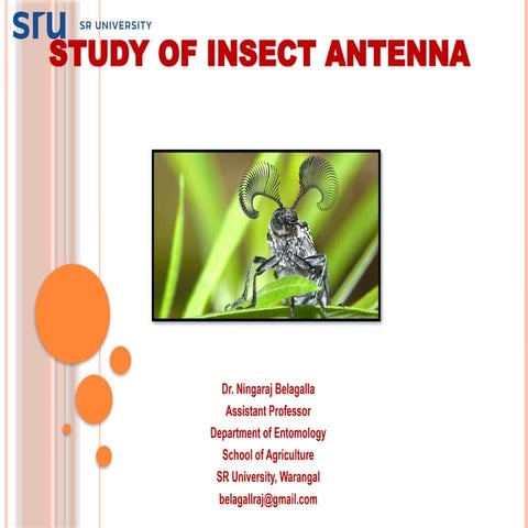 Insect Antennae: Structure, Functions and Their Modifications | PPTX