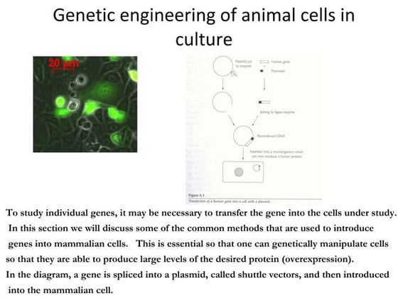 structure types and function of RNA | PPTX