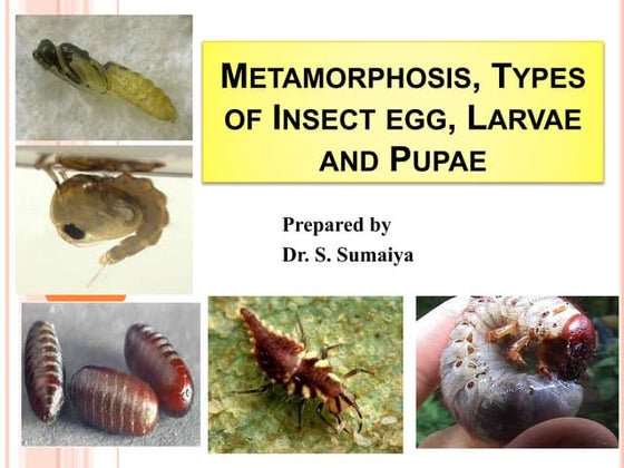 Type of larvae and pupa in insect | PPT