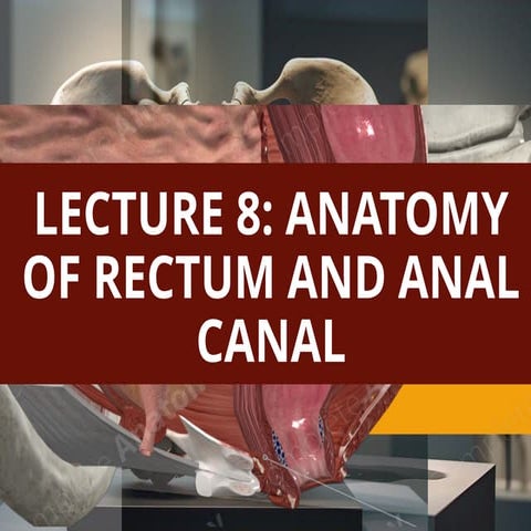 Rectum & anal canal | PPTX