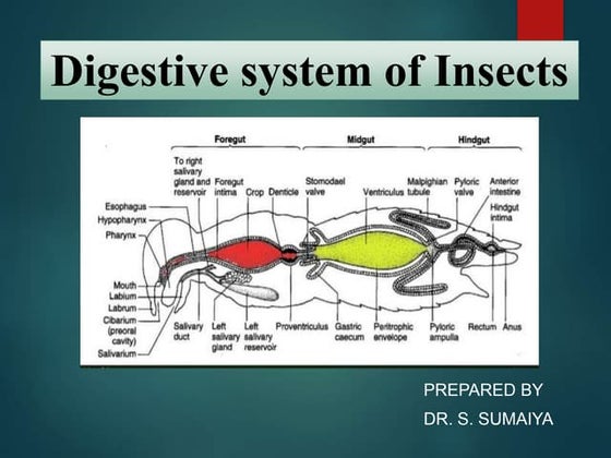 Digestive system in insects | PPTX | Biological Sciences | Science