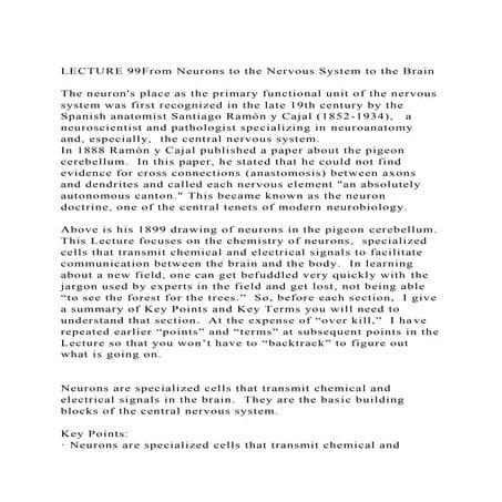 LECTURE 99From Neurons to the Nervous System to the Brain The .docx